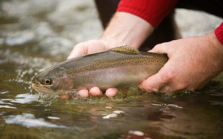 Missouri Welcomes Trout Season March 1
